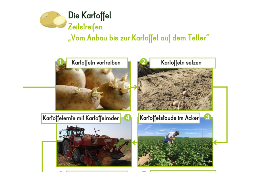 Kartoffel | Elementar- und Primarstufe