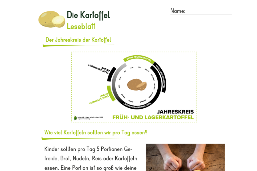 Kartoffel | Elementar- und Primarstufe