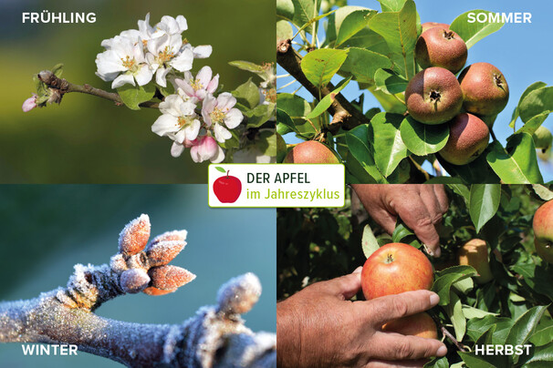 Apfel | Sekundarstufe 2