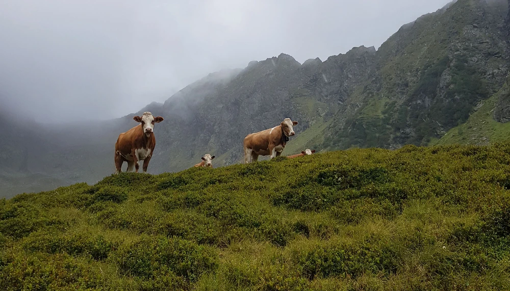 Eine Woche Alm und zurück: Wie verhalte ich mich richtig?
