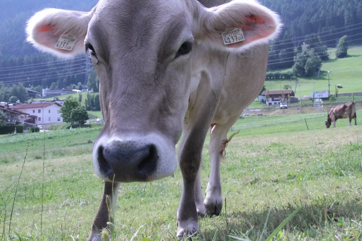 Es lebe die Kuh! | Land schafft Leben