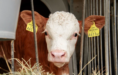 Fütterung | Rind | Land schafft Leben