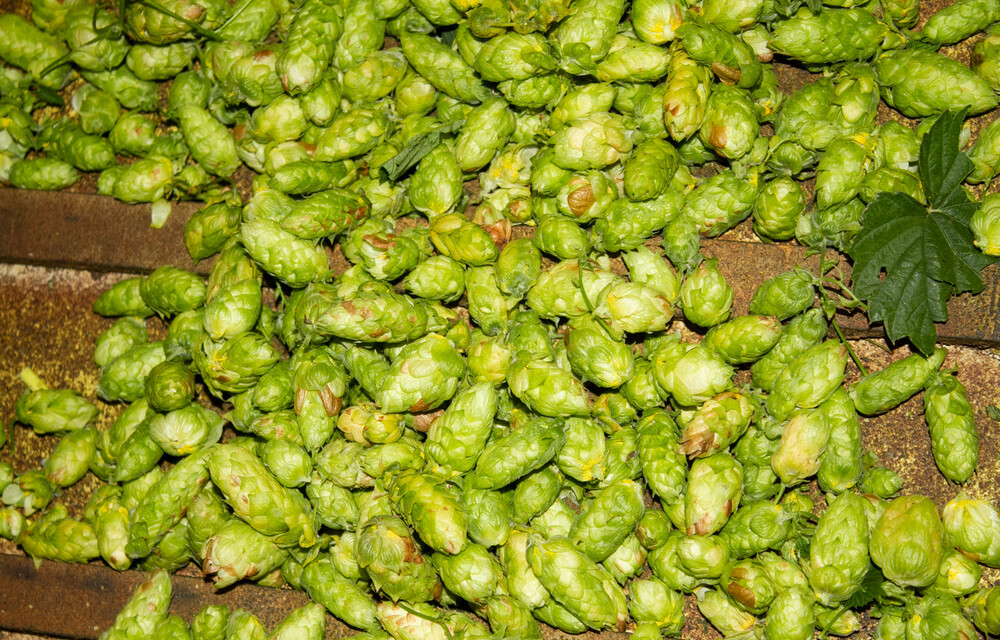Hopfen | Bier | Land schafft Leben