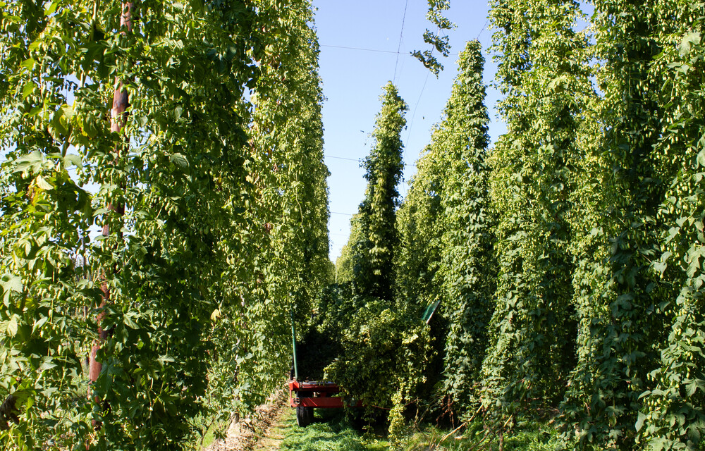 Hopfen | Bier | Land schafft Leben
