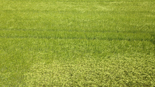 Gerste | Bier | Land schafft Leben