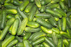 Gurke | Land schafft Leben