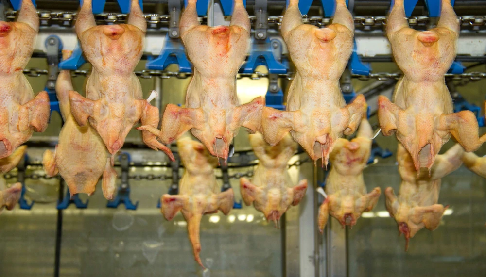 Transportieren, Schlachten, Zerlegen | Land schafft Leben