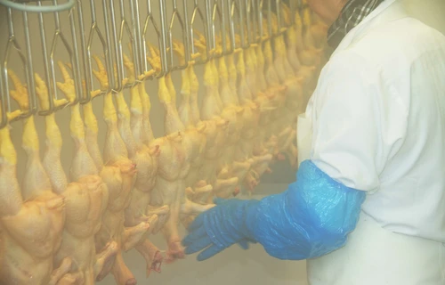 Transportieren, Schlachten, Zerlegen | Land schafft Leben