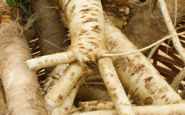 Kren - Fakten, Rezepte, Besonderheiten | Land schafft Leben