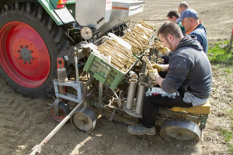 Kren aus der Steiermark | Land schafft Leben