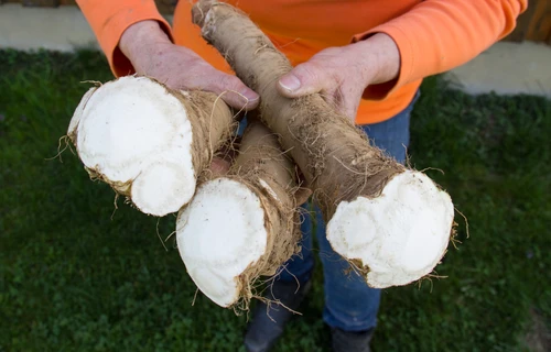 Der Kren - Wissenswertes zur scharfen Stange