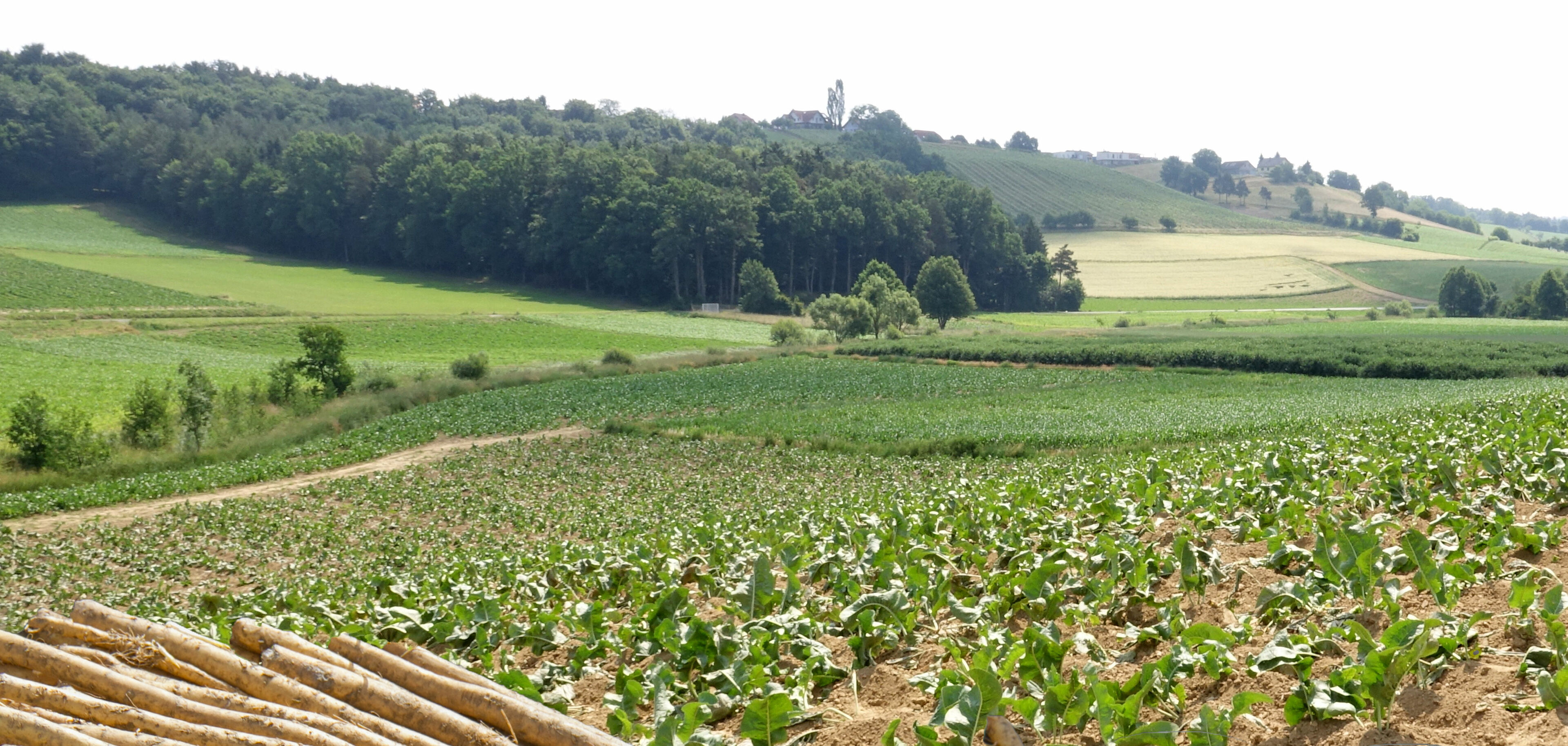 Kren vom Feld auf den Tisch | Land schafft Leben