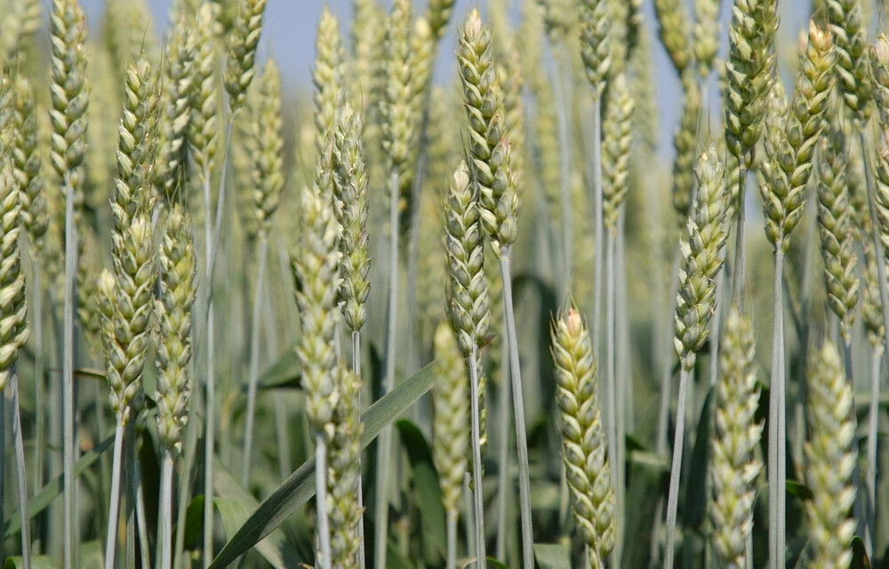 Weizen | Mehl | Land schafft Leben