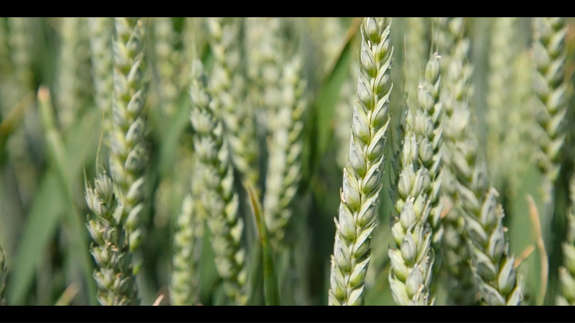 Videos | Mehl | Land schafft Leben