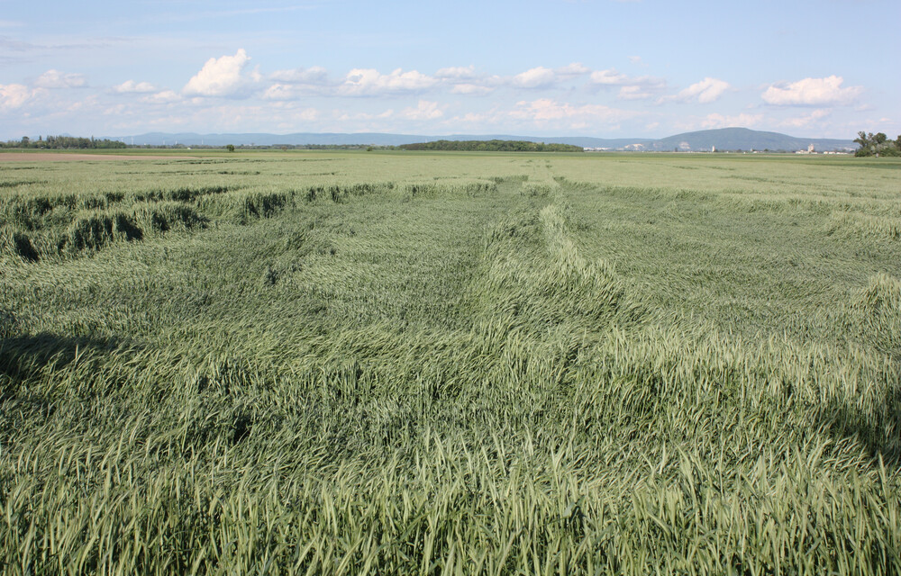 Roggen | Mehl | Land schafft Leben