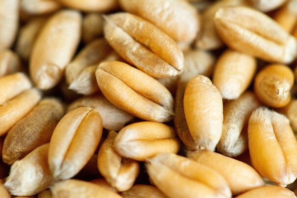 Herstellung | Mehl | Land schafft Leben