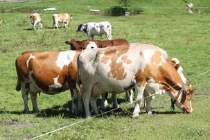 Tierwohl und -haltung | Land schafft Leben