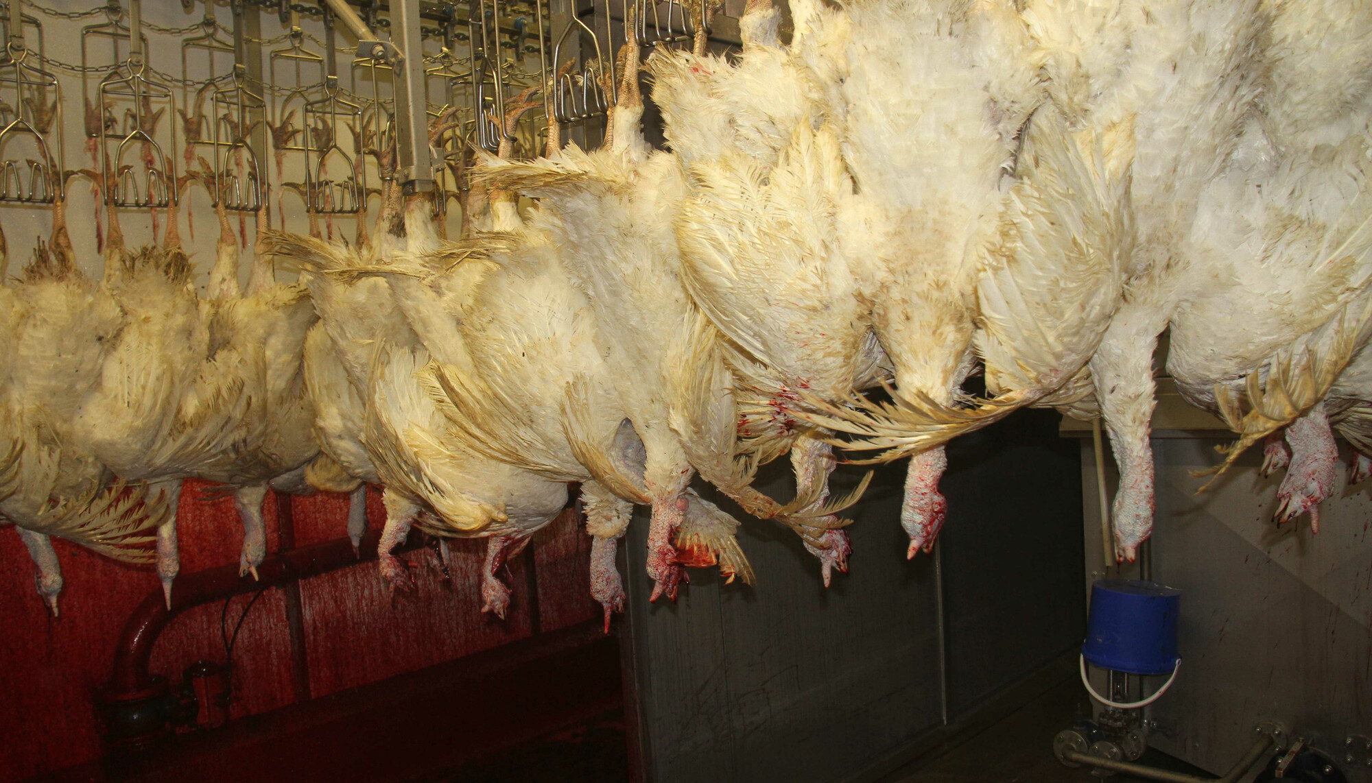 Ausstallen, Schlachten, Zerlegen | Pute | Land schafft Leben