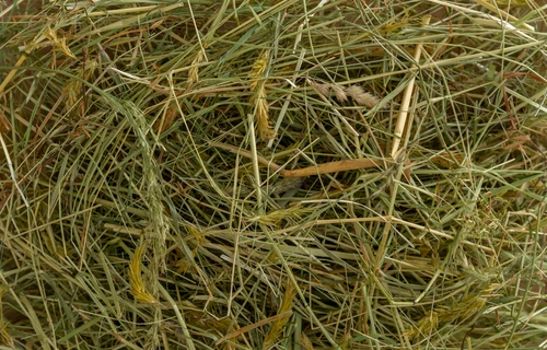 Fütterung | Rind | Land schafft Leben