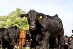 Zuchtrassen | Rind | Land schafft Leben