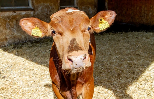 Haltung | Rind | Land schafft Leben
