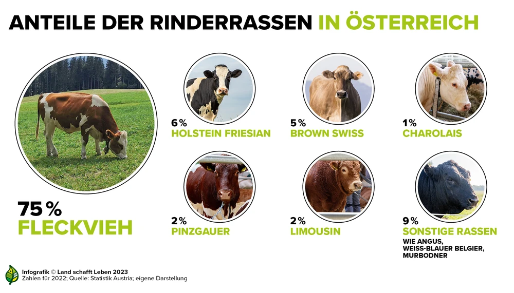 Zuchtrassen | Rind | Land schafft Leben