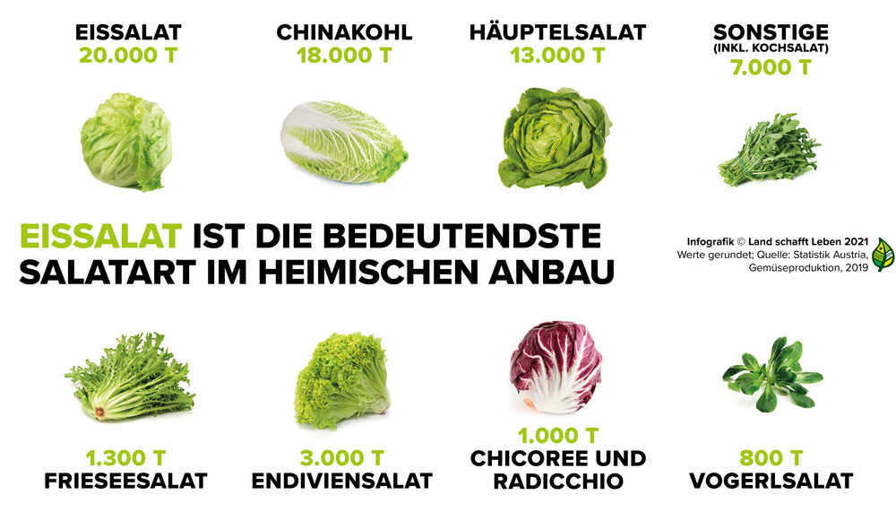 Salat Erzeuger und Regionen | Land schafft Leben