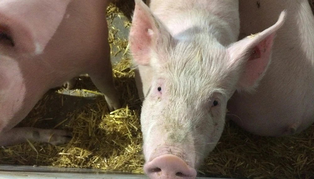 15 Euro für ein ganzes Mastschwein | Land schafft Leben