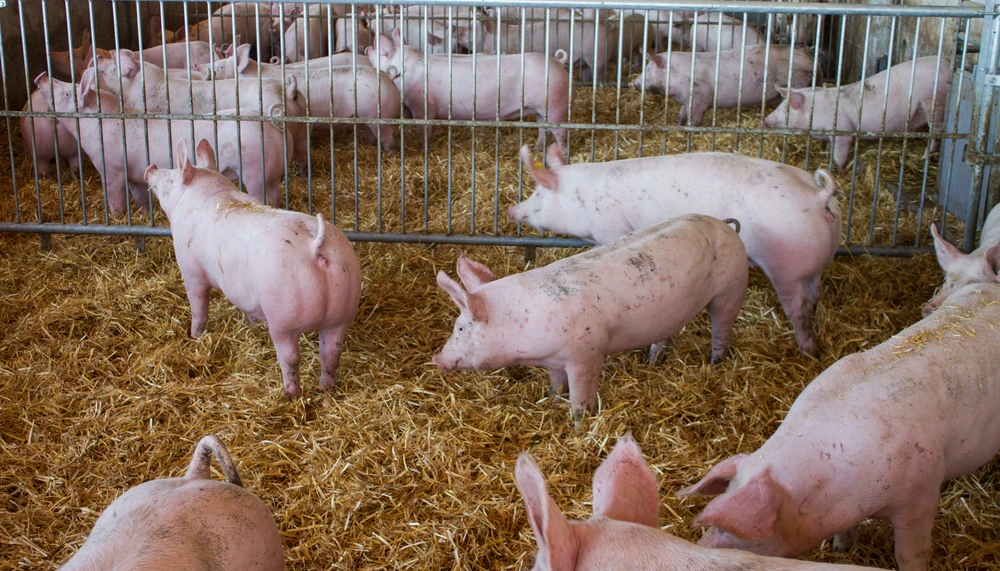 15 Euro für ein ganzes Mastschwein | Land schafft Leben