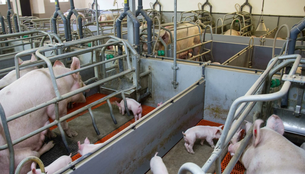 Wir treiben keine Sau durchs Dorf – wir zeigen das Schwein…