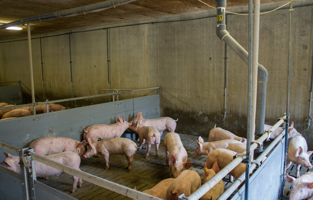 Schweinemast | Land schafft Leben