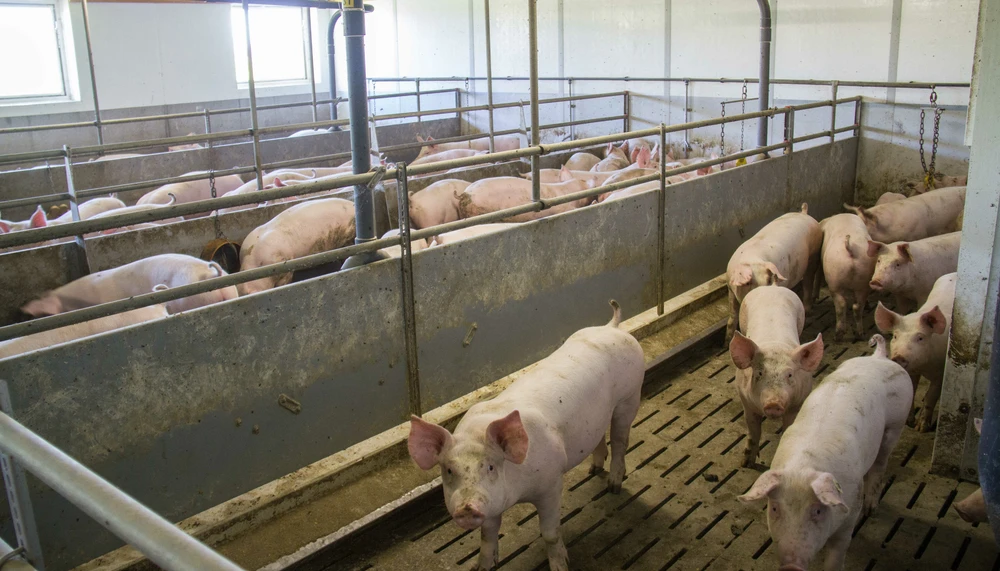 Wir treiben keine Sau durchs Dorf – wir zeigen das Schwein…