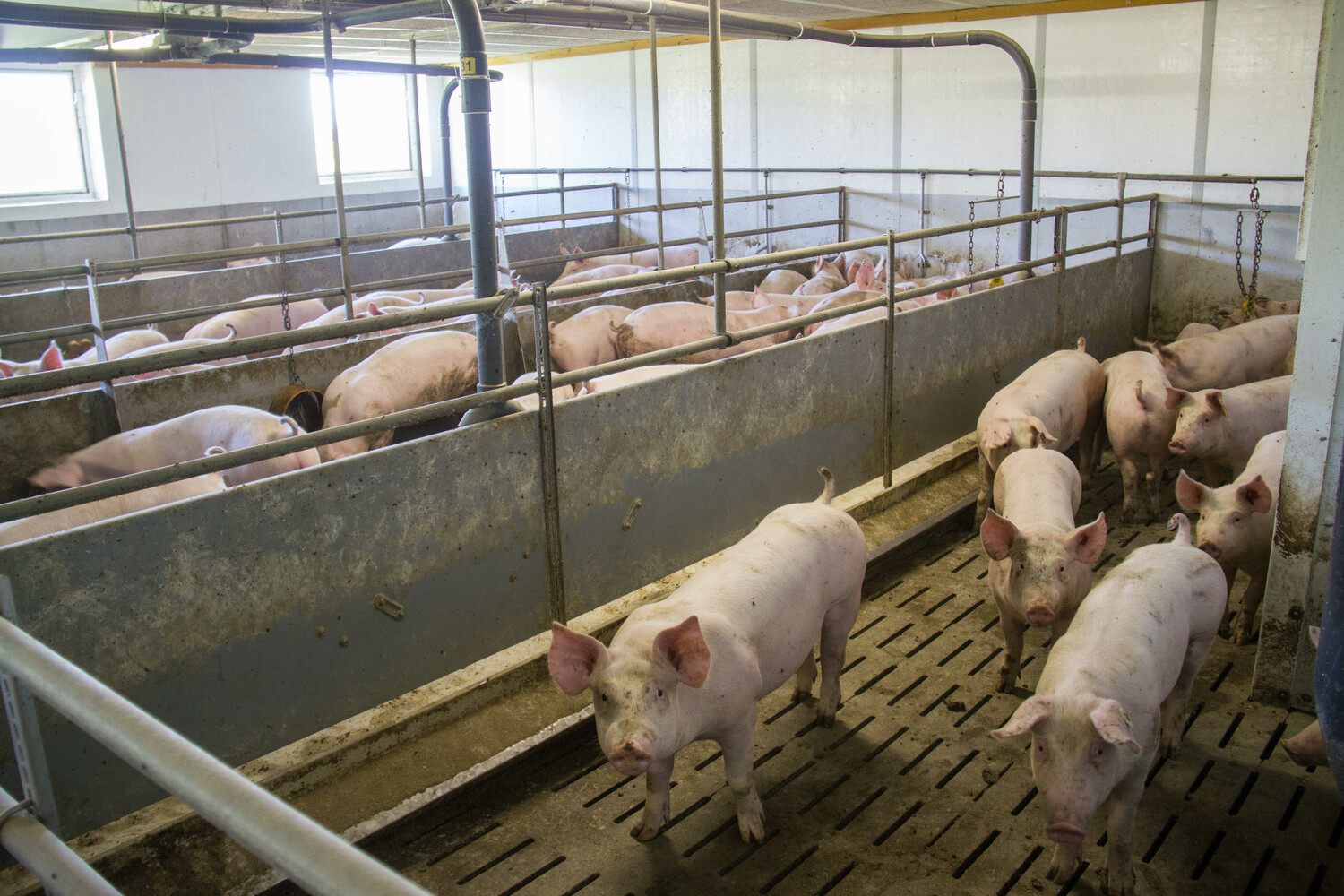 Schweinemast | Land schafft Leben
