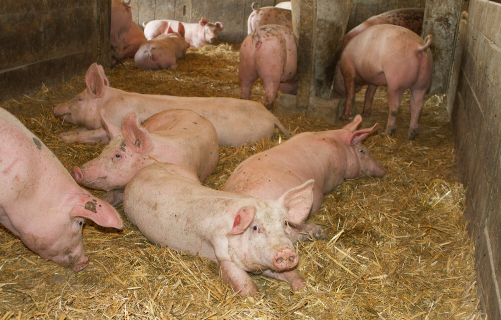Schweinemast | Land schafft Leben