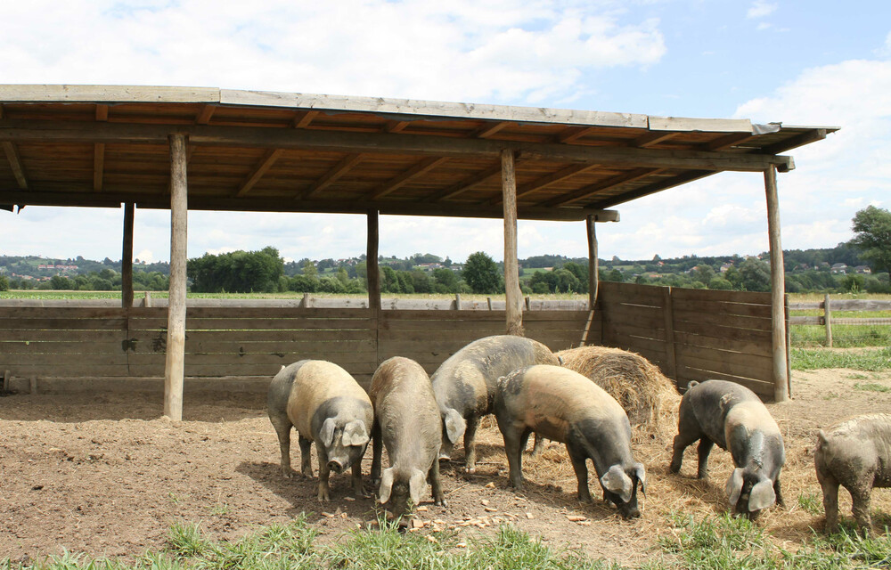 Schweinemast | Land schafft Leben