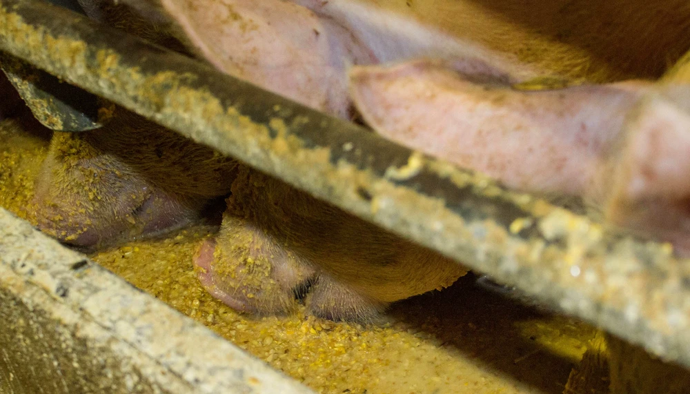 15 Euro für ein ganzes Mastschwein | Land schafft Leben