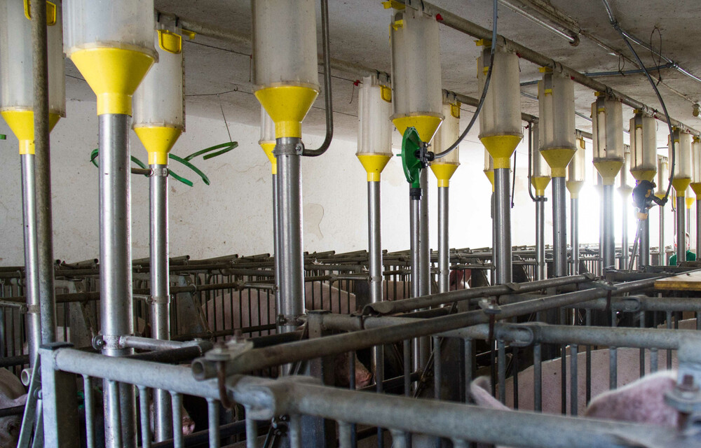 Schweinefutter | Land schafft Leben