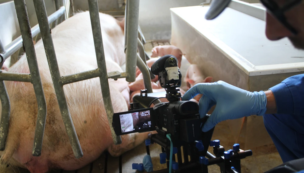 Wir treiben keine Sau durchs Dorf – wir zeigen das Schwein…