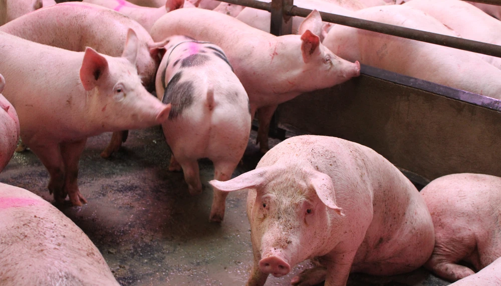 Schweine schlachten Teil I | Land schafft Leben