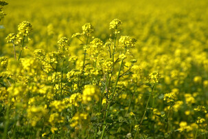 Senf | Land schafft Leben