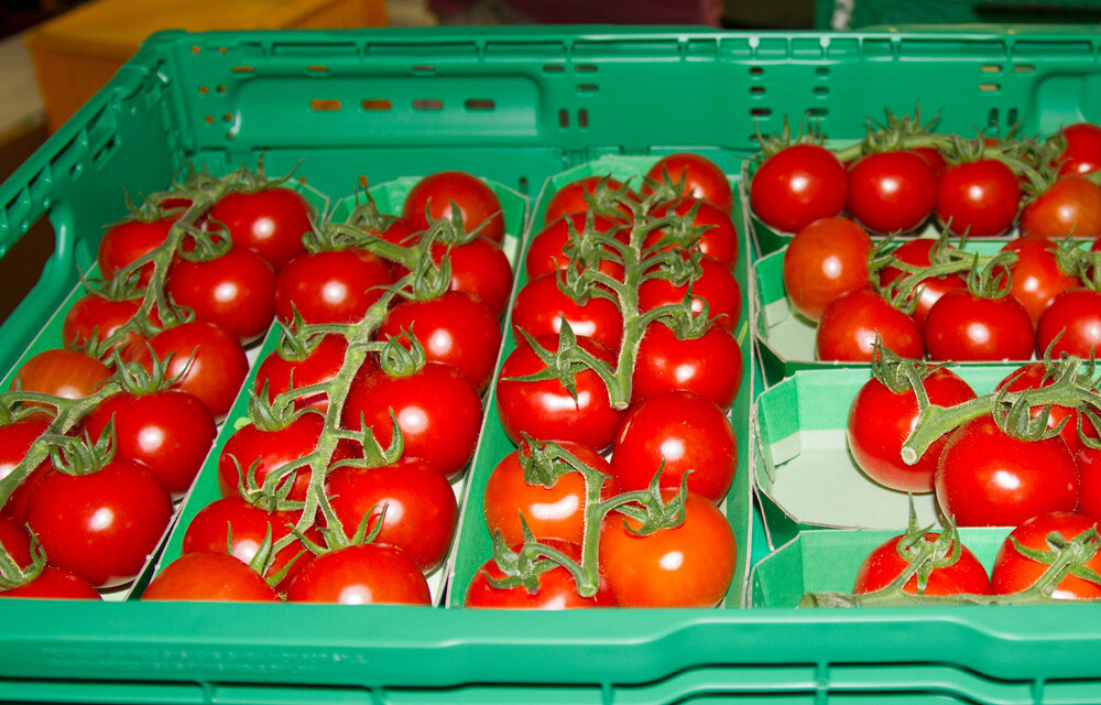 Tipps | Tomate | Land schafft Leben