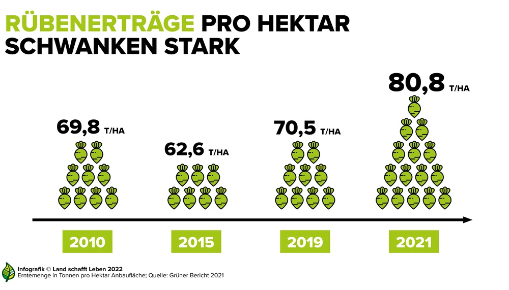 Anbau, Pflanzenschutz und Ernte von Zuckerrüben